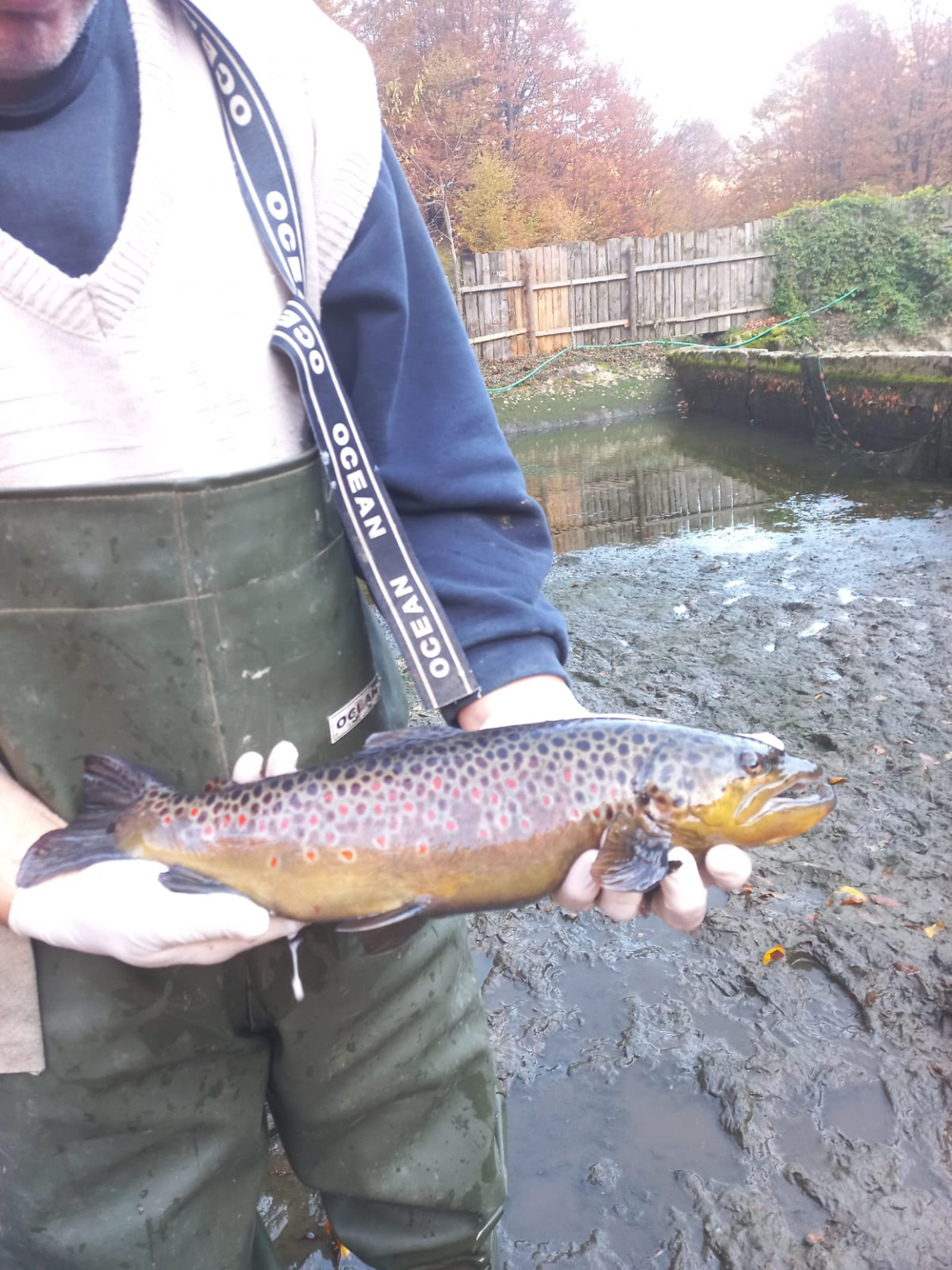 Am contractat 100 kg de puiet pastrav indigen – FFCS